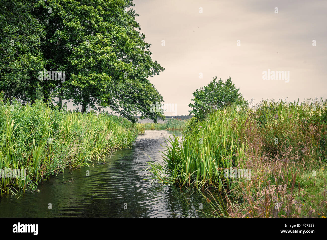 Lake rushes in spring hi-res stock photography and images - Alamy