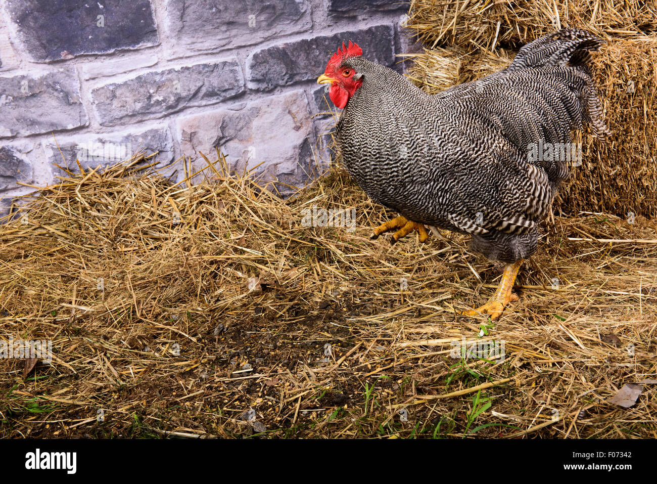 Plymouth rock rooster hi-res stock photography and images - Alamy