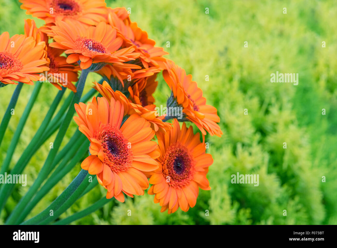 Gerbera flowers red yellow colors hi-res stock photography and images ...