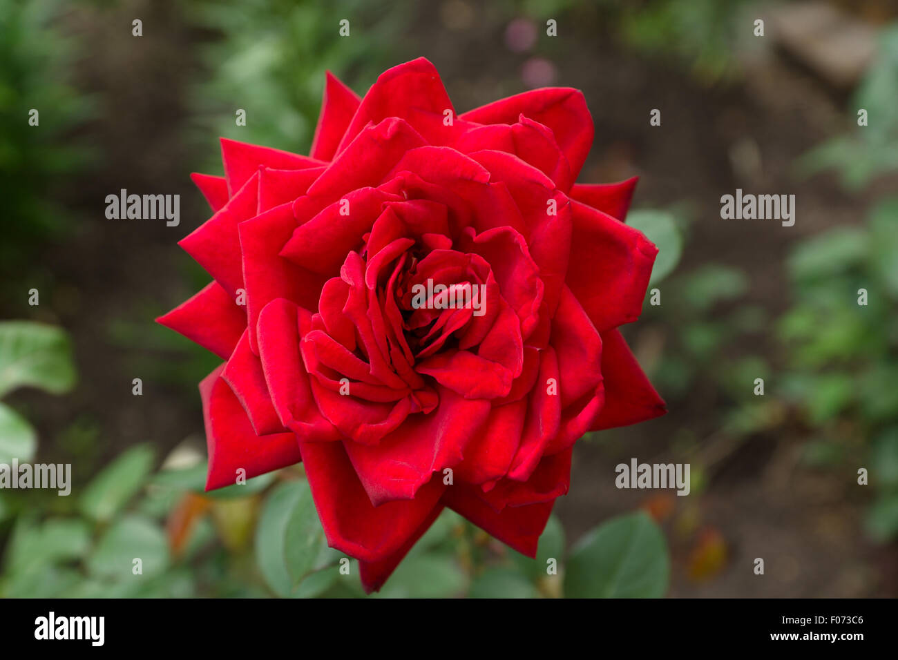 the large red rose blossomed under the spring sun Stock Photo - Alamy