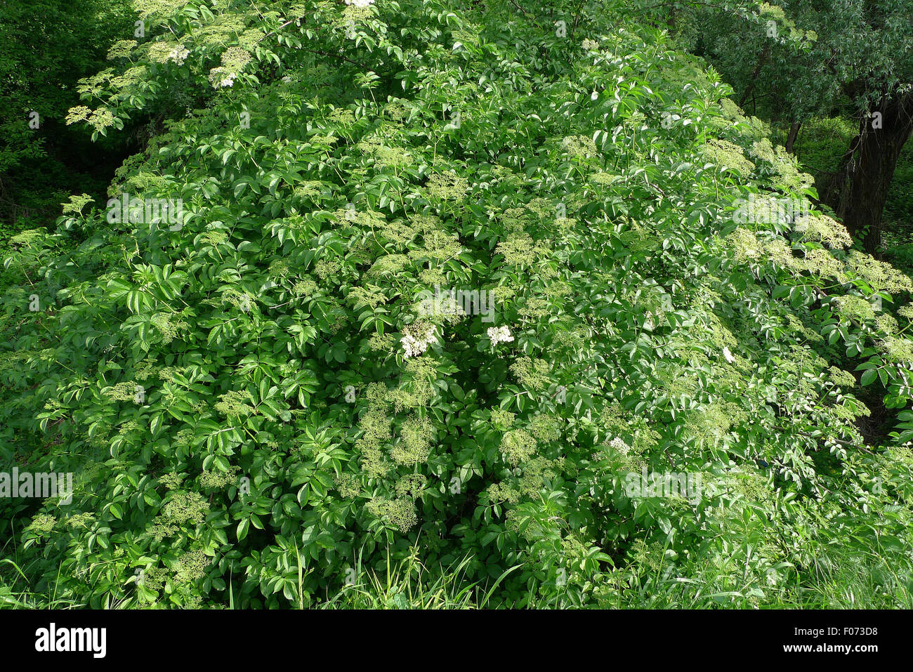 Elder tree hi-res stock photography and images - Alamy