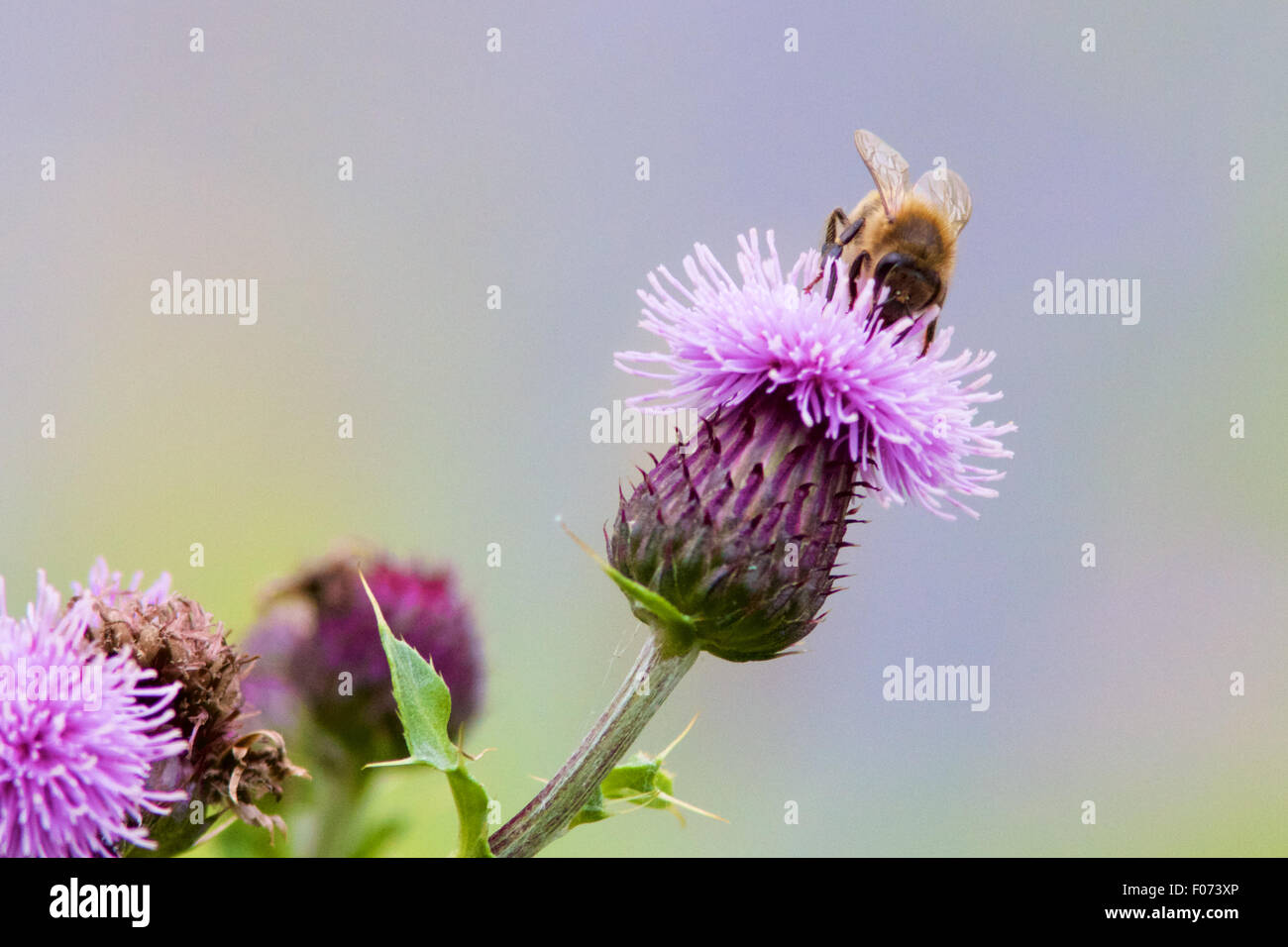 A honey bee, apis mellifera, collecting pollen from a purple thistle ...