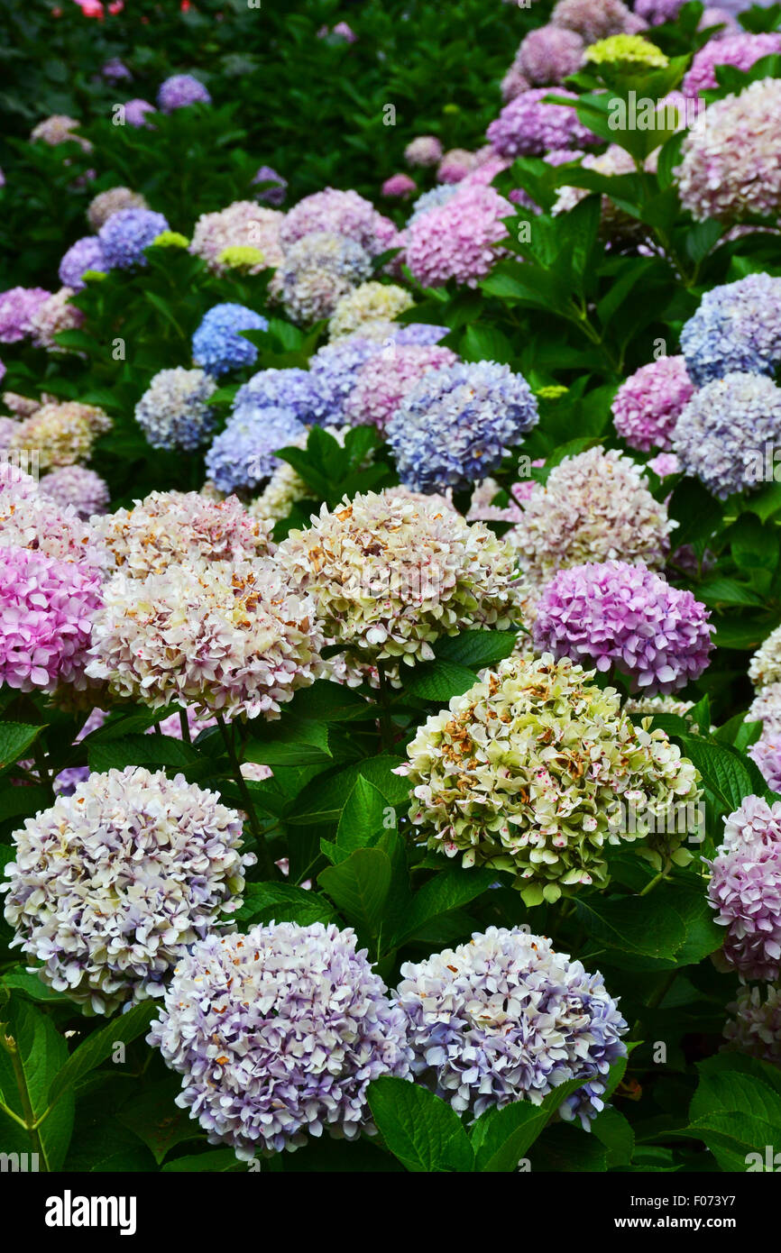 Hydrangea flower plant hi-res stock photography and images - Alamy