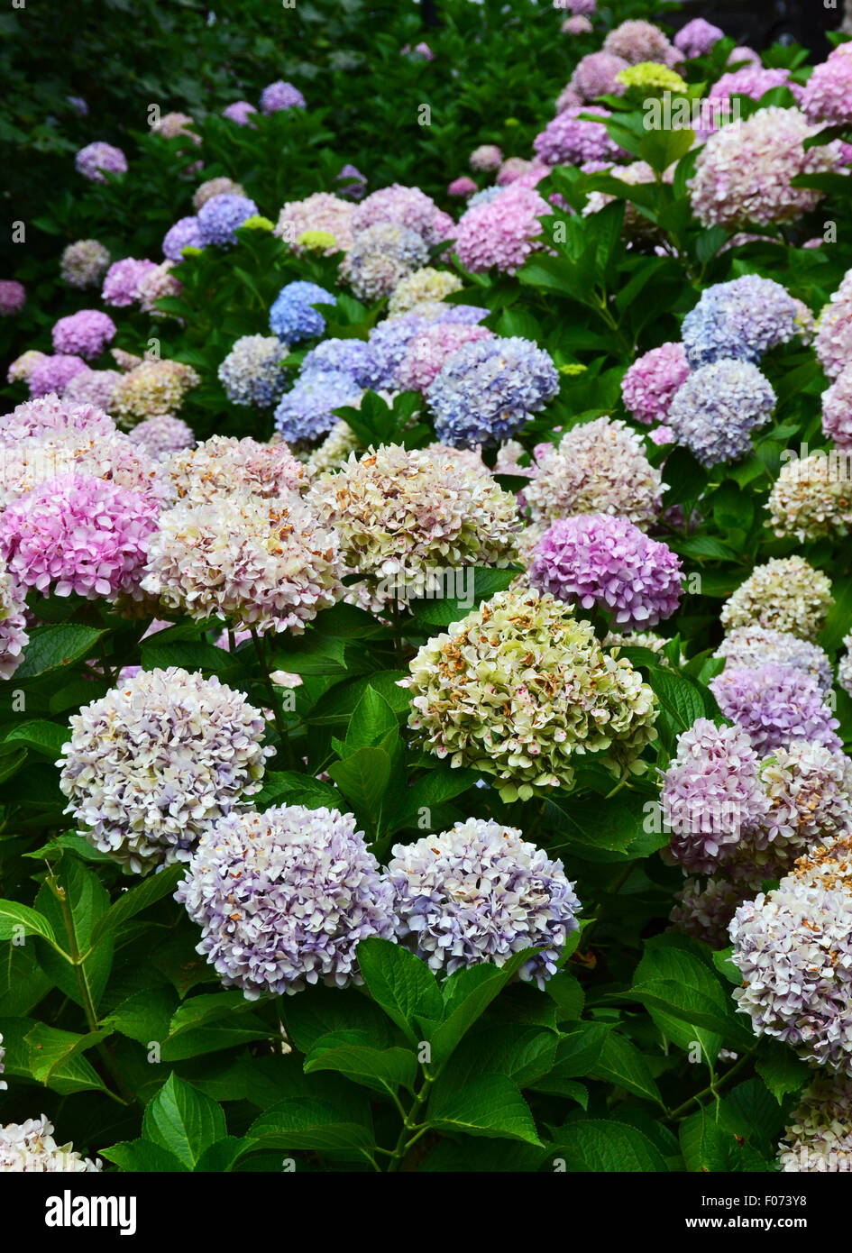Hydrangea flower plant hi-res stock photography and images - Alamy