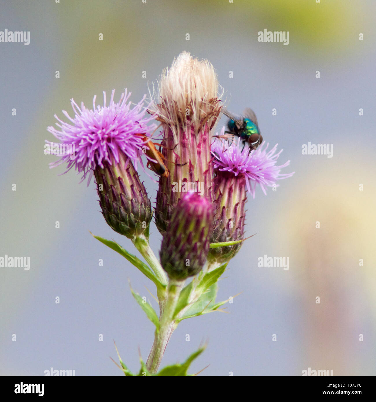 A common greenbottle fly, Lucilia sericata, feeding on a thistle flower ...