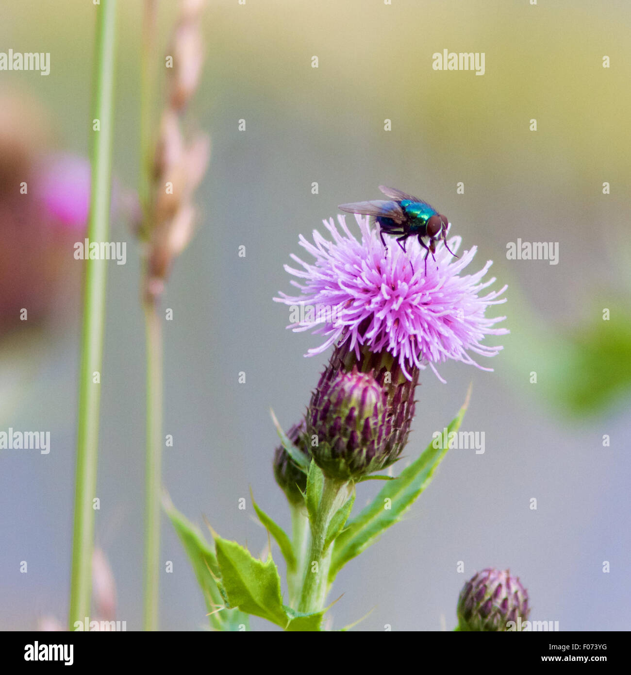 A common greenbottle fly, Lucilia sericata, feeding on a thistle flower ...