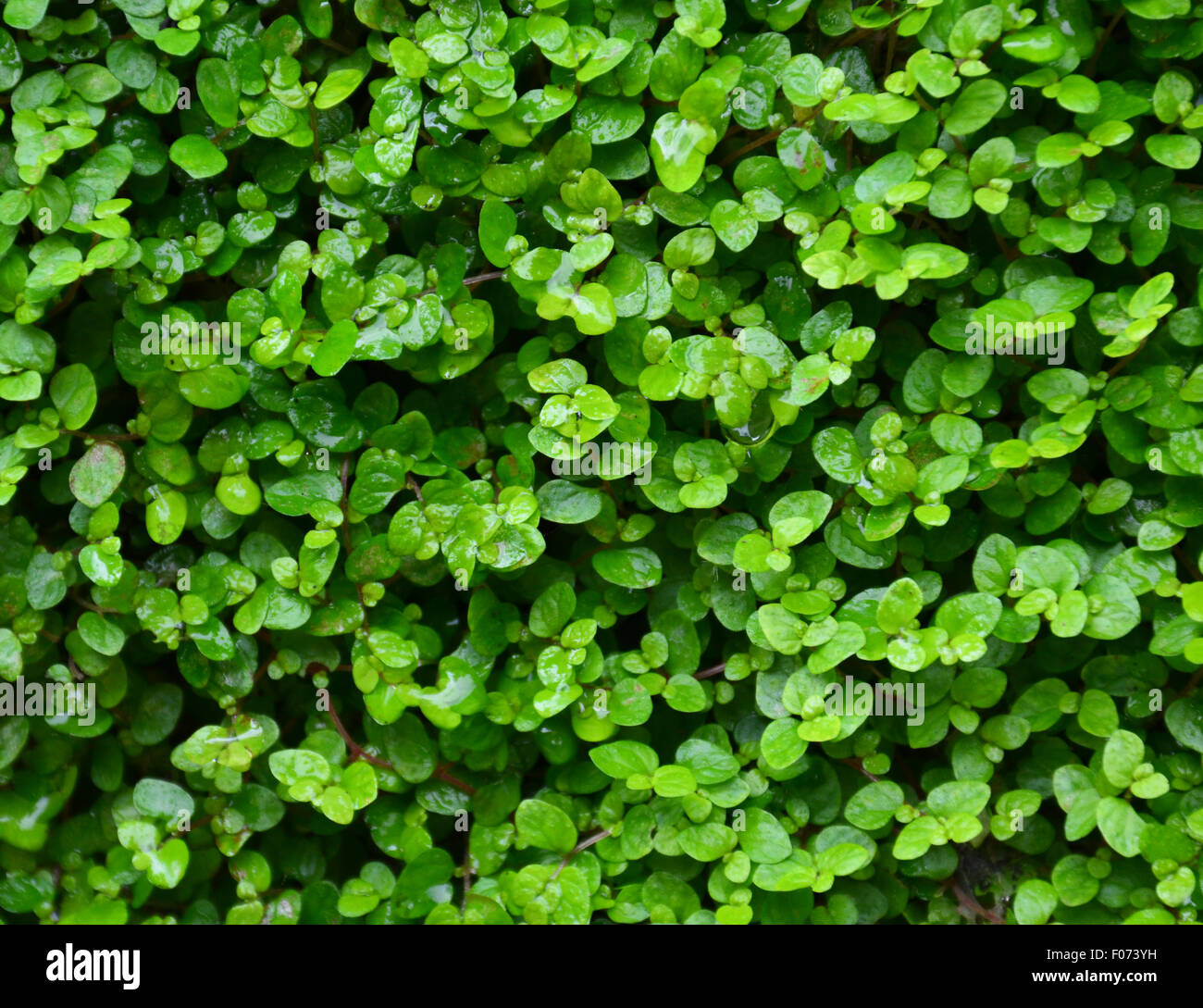 Green plant background Stock Photo - Alamy