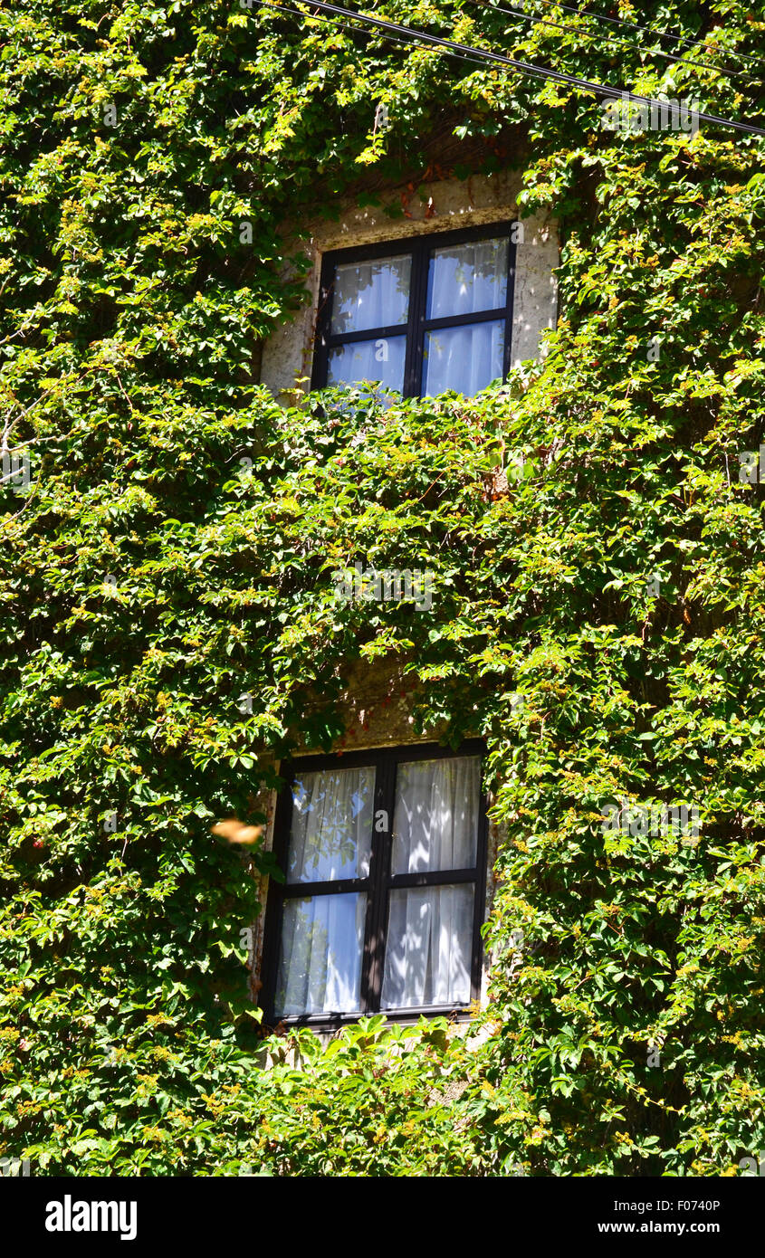 House with windows covered with ivy Stock Photo - Alamy