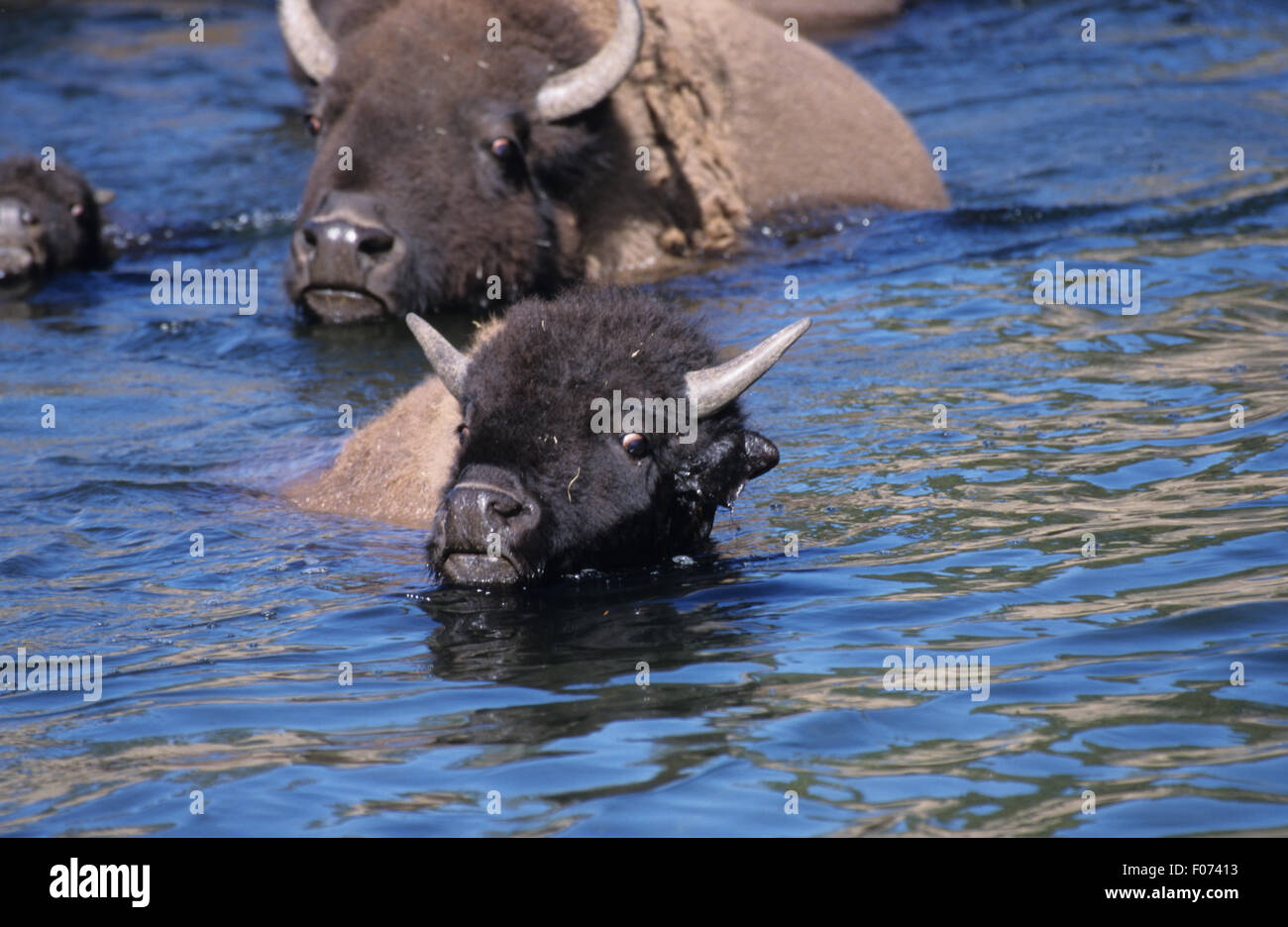 Bison taken from front looking at camera swimming in deep water with ...
