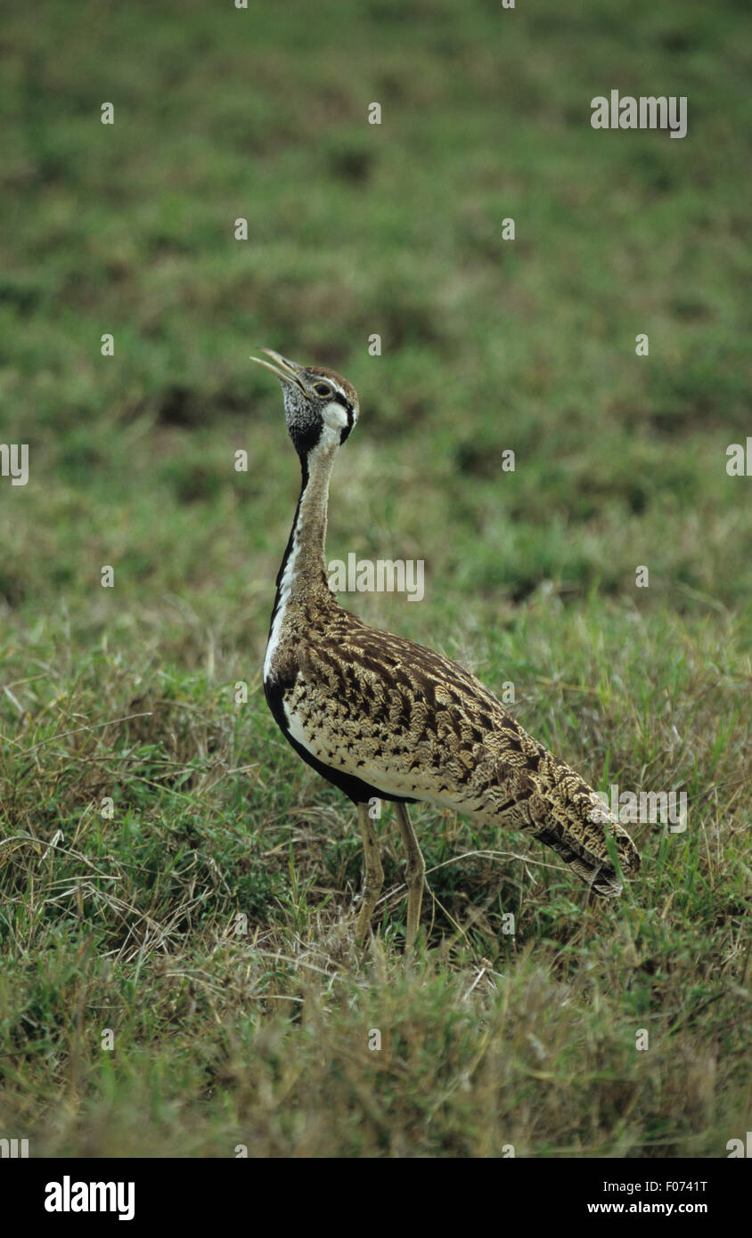 Black Bellied Bustard taken in profile looking left standing in ...