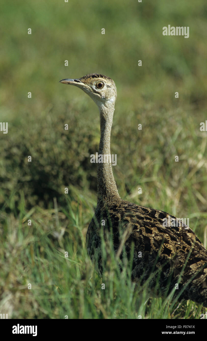 Black Bellied Bustard taken in profile looking left standing in long ...