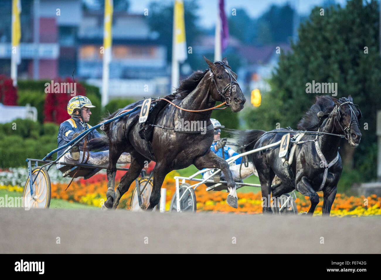 Harness racing swedish horse hi-res stock photography and images - Alamy