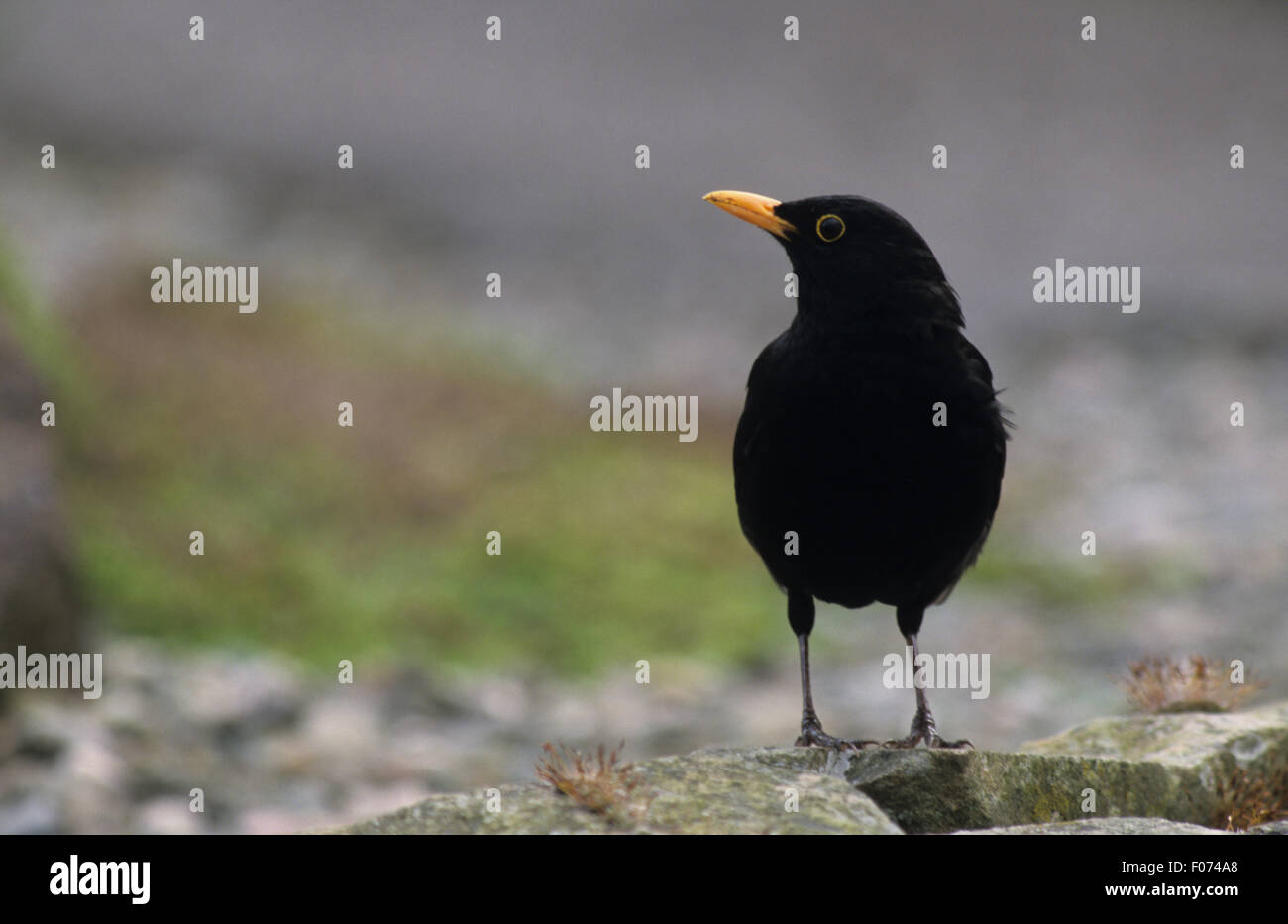 Blackbird male taken from front looking left standing on ground Stock ...
