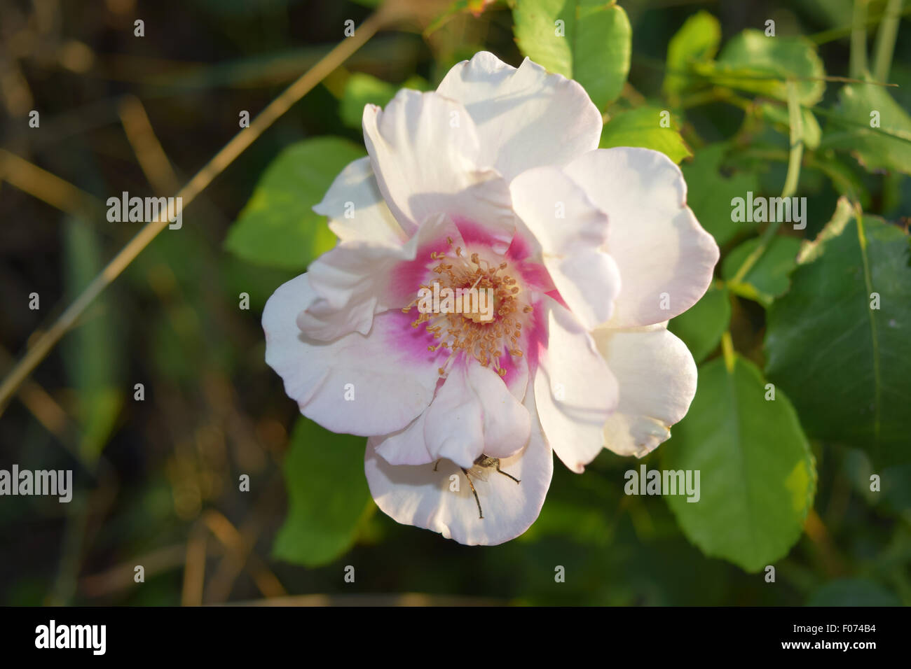 French rose,old fashioned, white and pink Stock Photo - Alamy