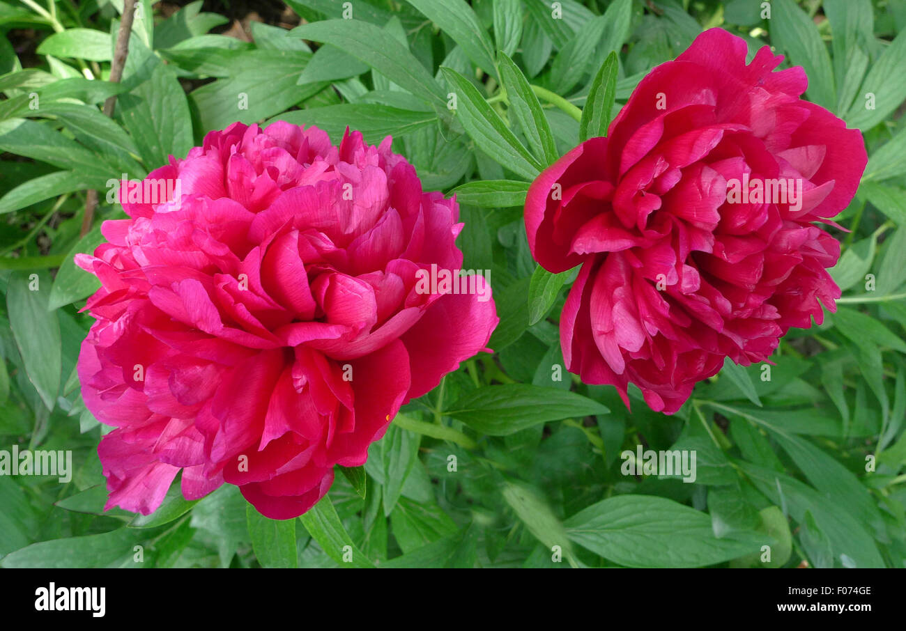 Flower of Peony (Paeonia L Stock Photo - Alamy