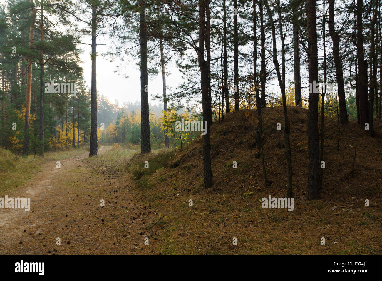 People walking under woods hi-res stock photography and images - Alamy