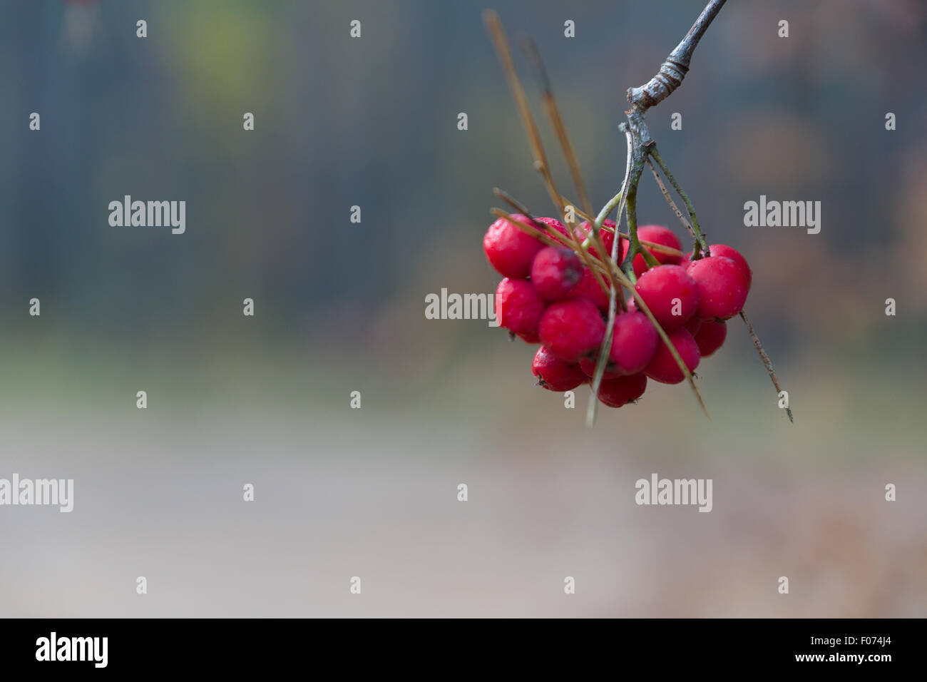 mountain ash branch with a bunch of red juicy berries against the wood ...