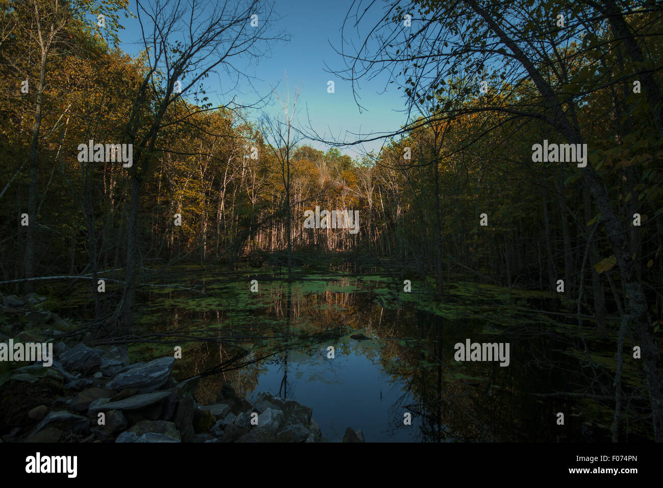 Swamp in the forest Stock Photo - Alamy