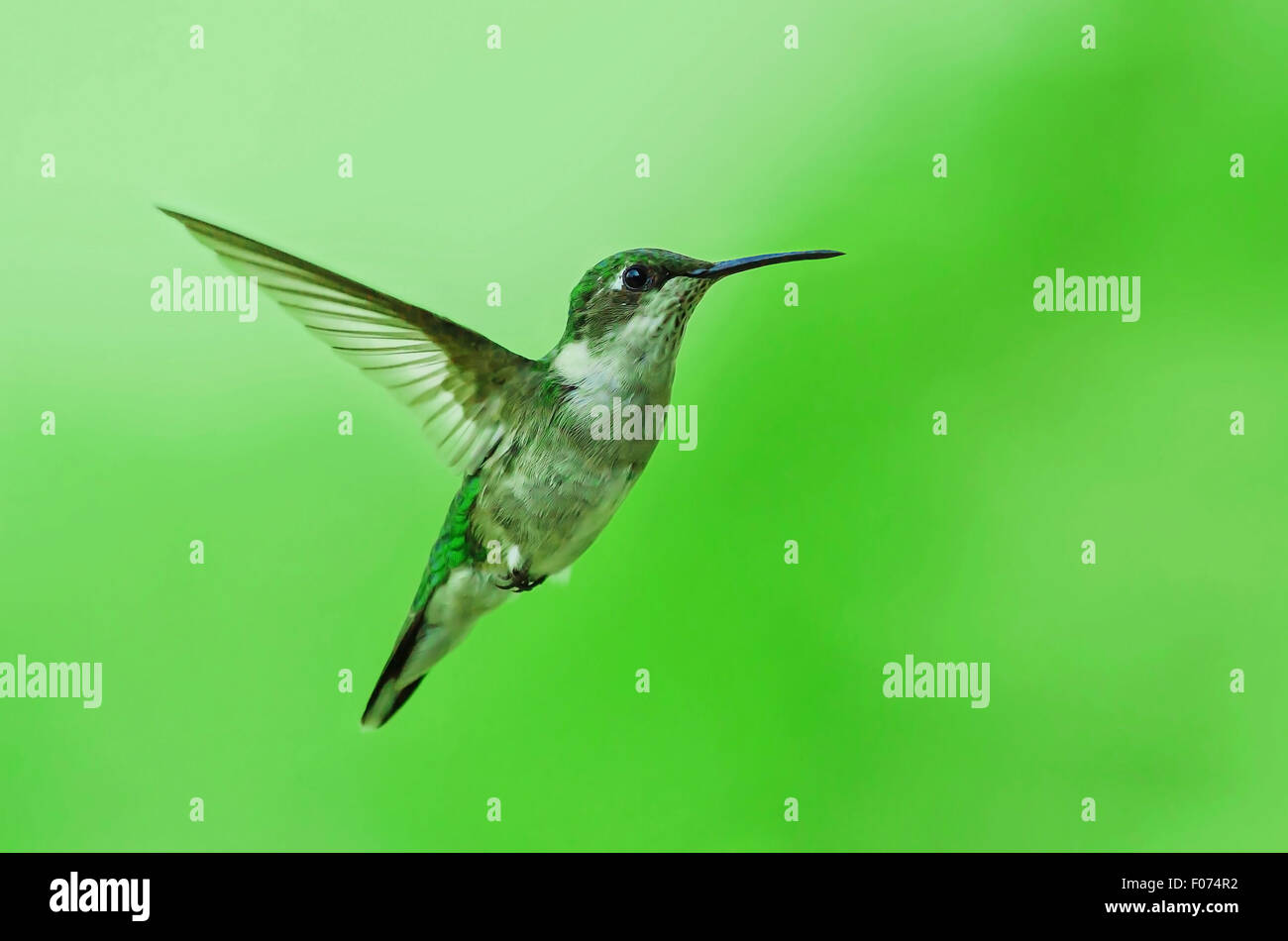 Ontario hummingbird hi-res stock photography and images - Alamy