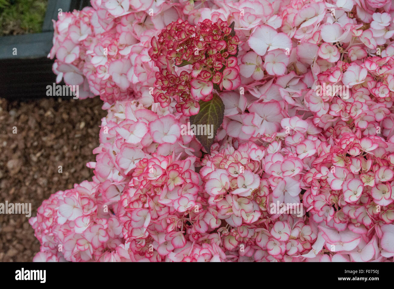 Hydrangea macrophylla ripple hi-res stock photography and images - Alamy