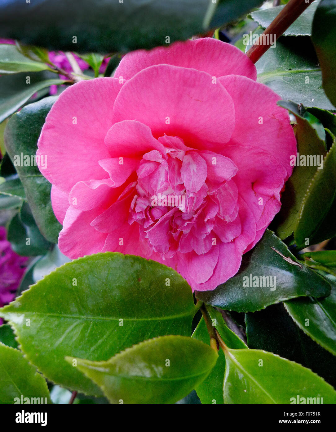 Pink camellia flower Stock Photo - Alamy