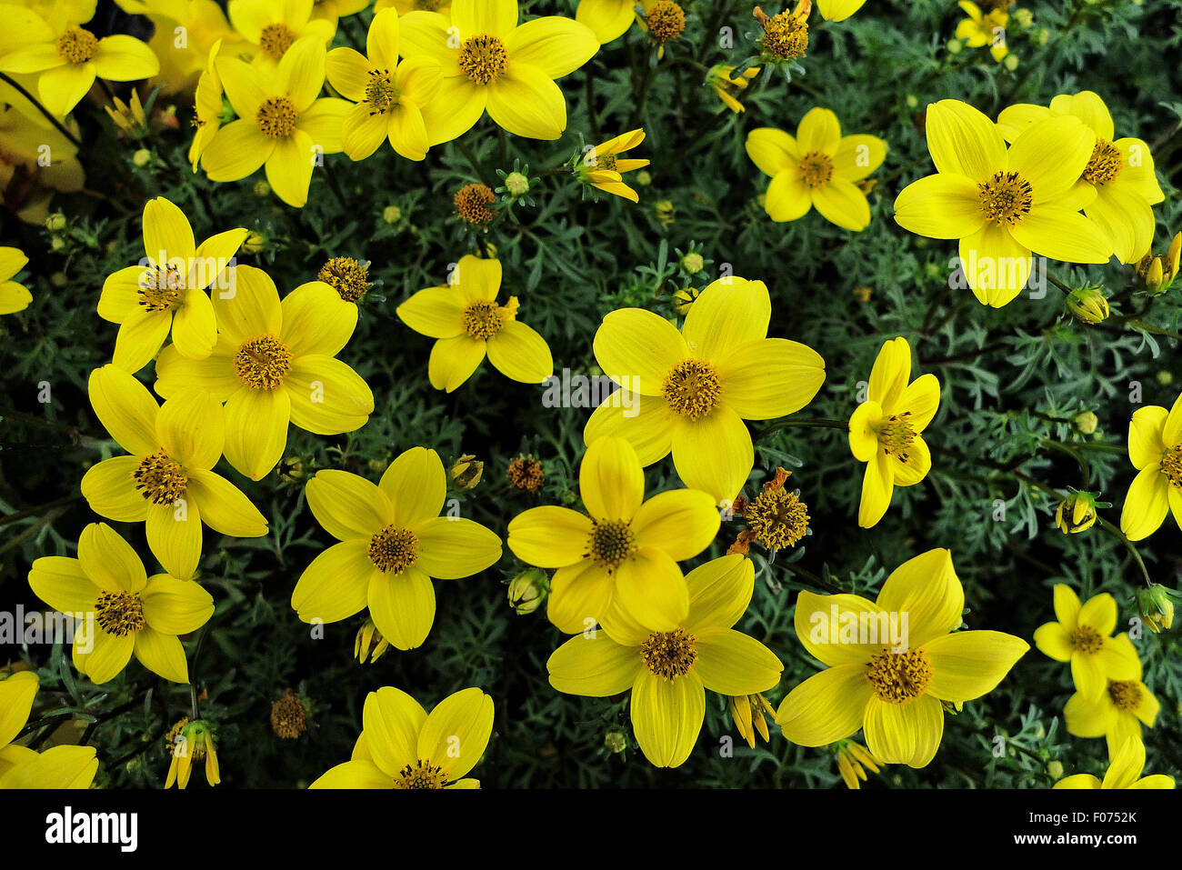 Flower of Dimorphoteca pluvialis Stock Photo - Alamy