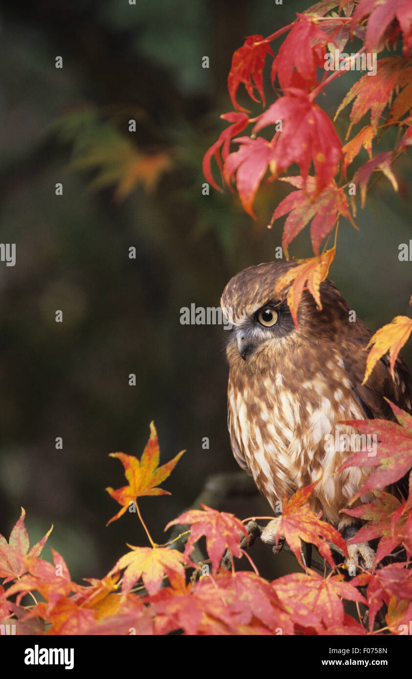 Boobook owl hi-res stock photography and images - Alamy