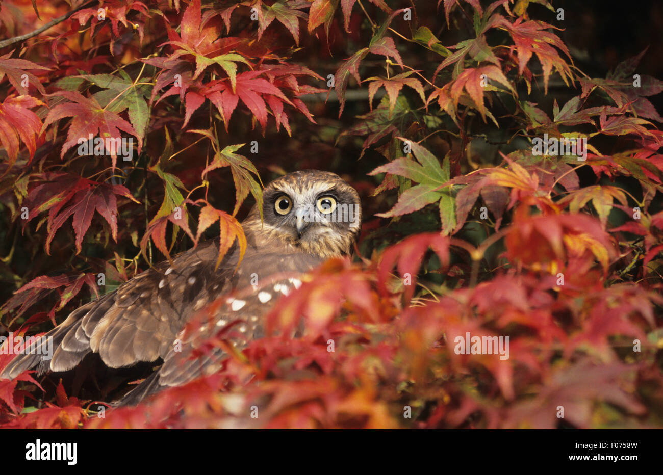 Boobook owl hi-res stock photography and images - Alamy