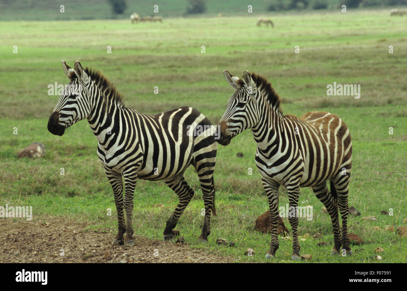 Burchells Zebra taken in profile two looking left standing together on ...