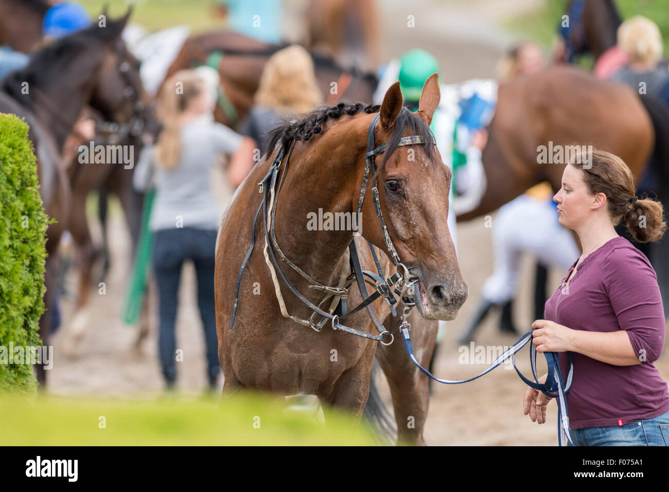 Swedish scandinavian nordic horse horses racing hi-res stock ...
