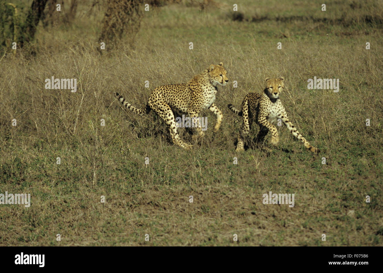 Cheetah two playing running and chasing each other on Serengeti short ...