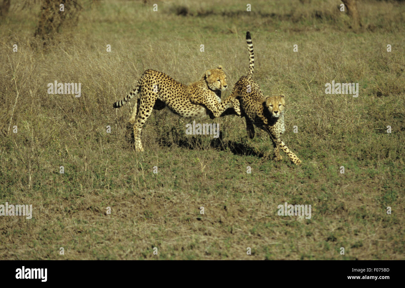 Cheetah two playing running and chasing each other on Serengeti short ...