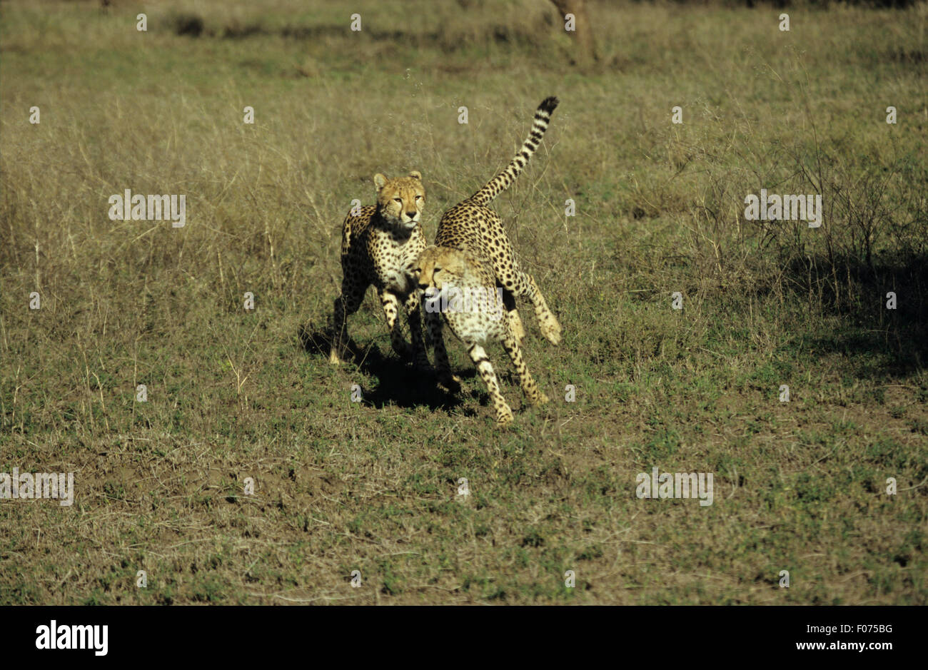Cheetah two young running and chasing each other on short Serengeti ...