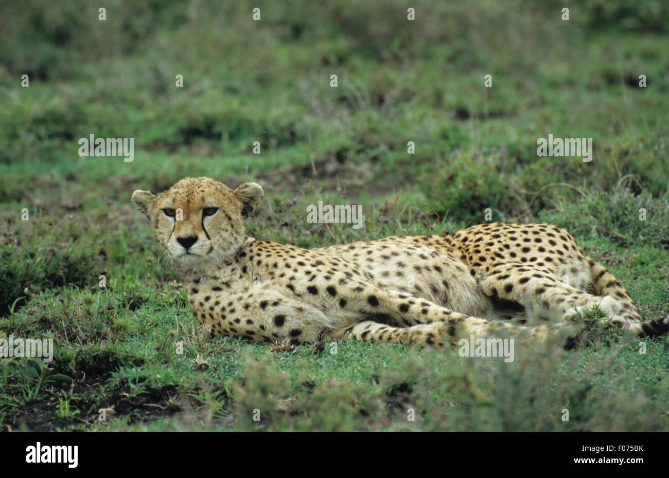 Cheetah taken in profile looking left lying on side in short grasslands ...