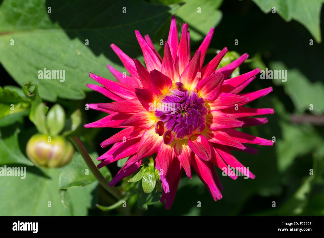 Miniature cactus dahlia hi-res stock photography and images - Alamy