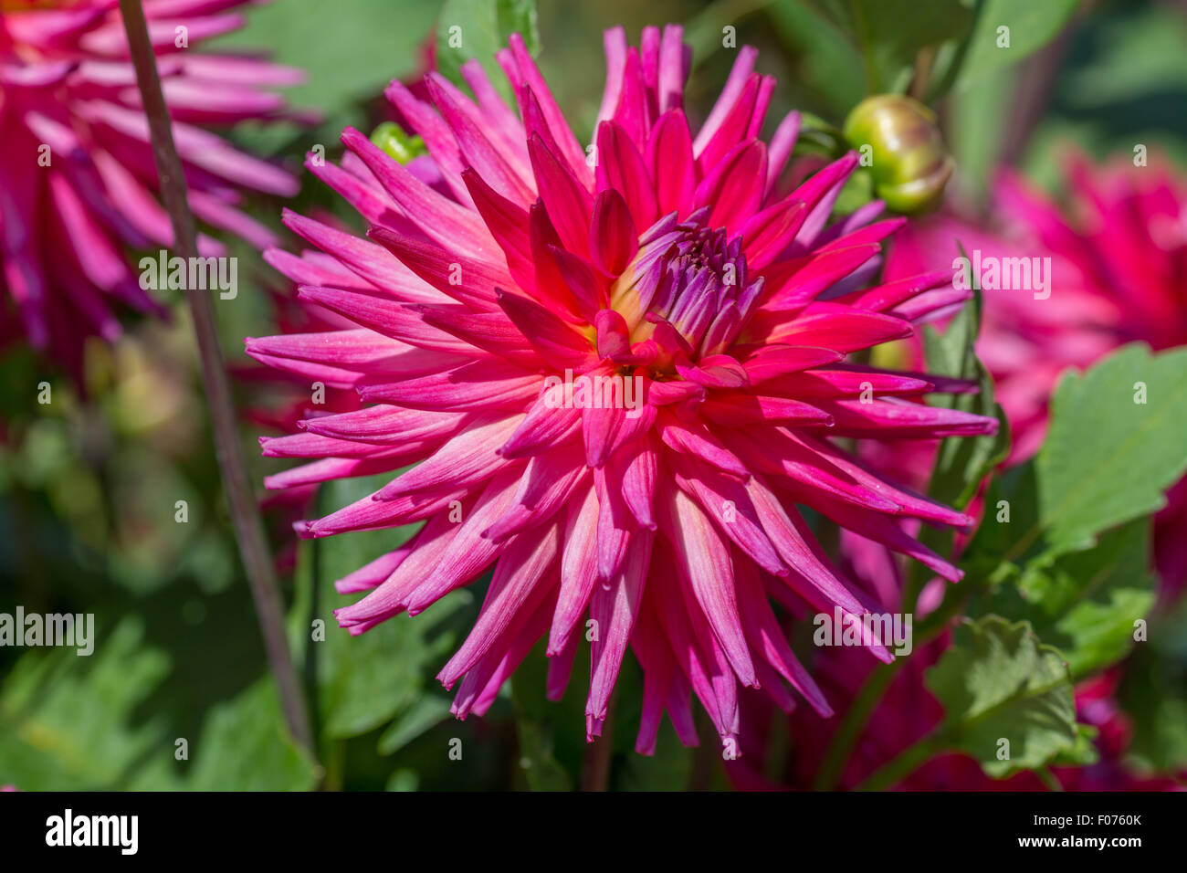 Dahlia mini red Stock Photo - Alamy