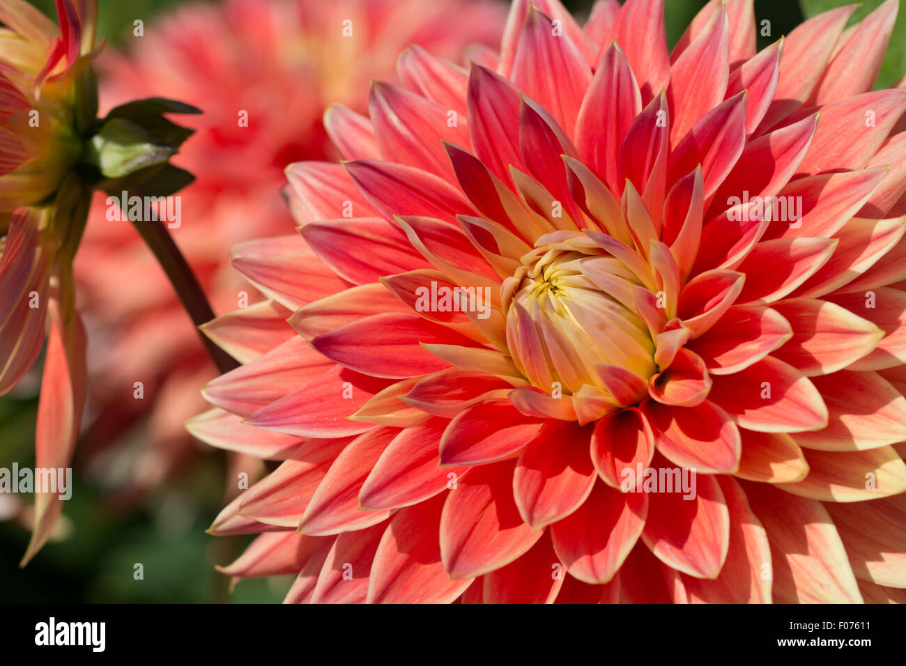 Dahlia Inca Vulcan flower Stock Photo - Alamy