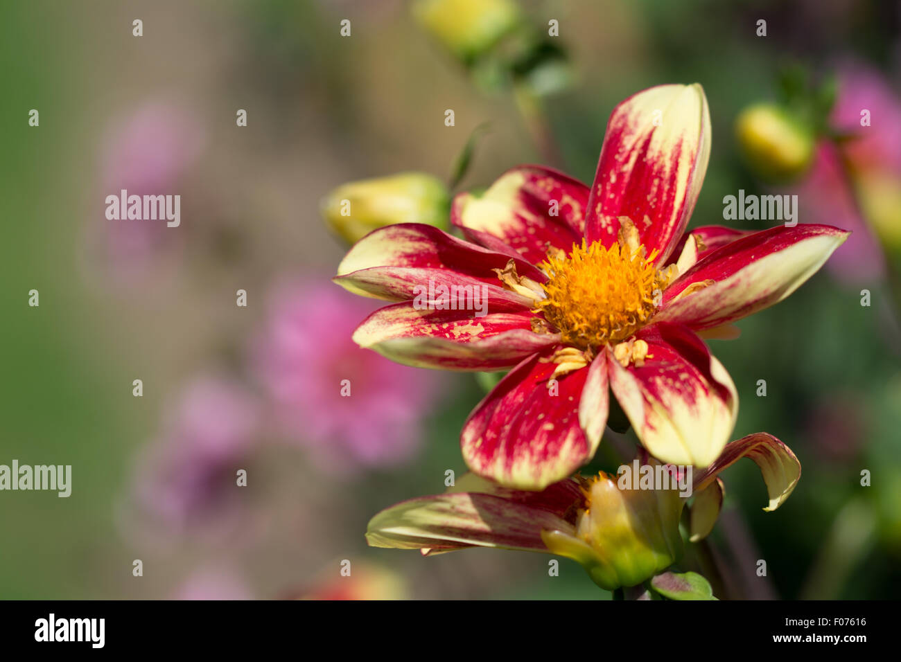 Dahlia Danum Torch flower Stock Photo - Alamy