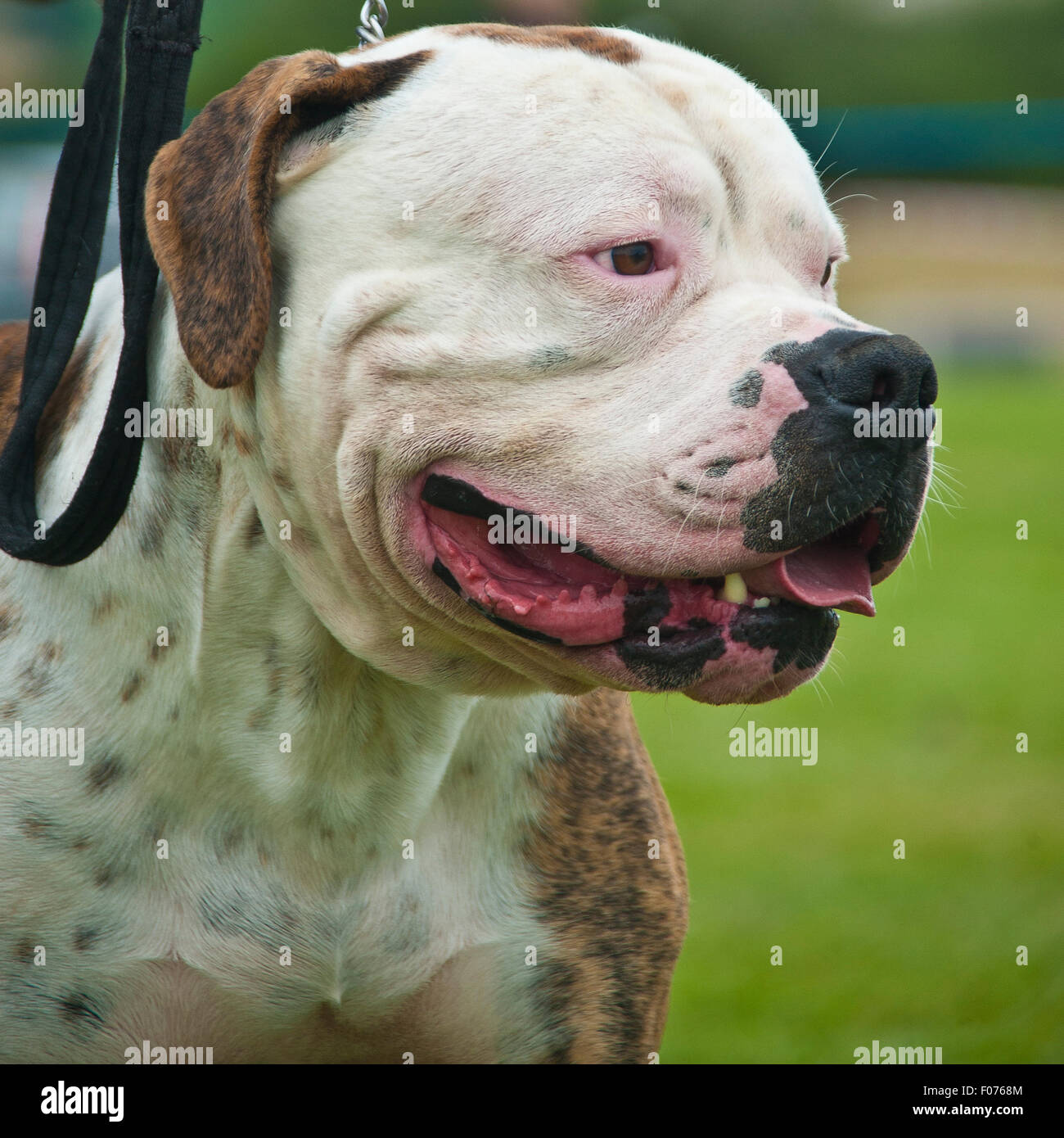 ab breed of bulldog at a local dog show Stock Photo - Alamy