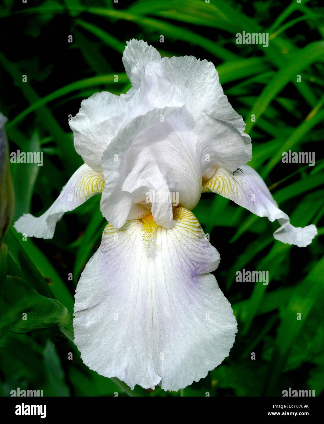 Flower of white Iris Stock Photo - Alamy