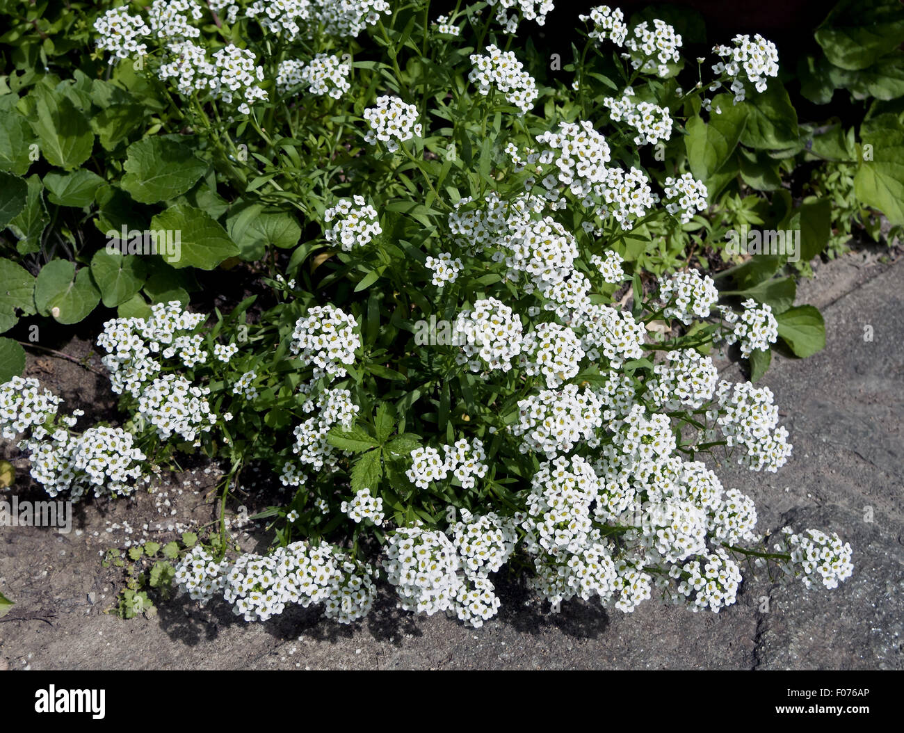 Alyssum hi-res stock photography and images - Alamy