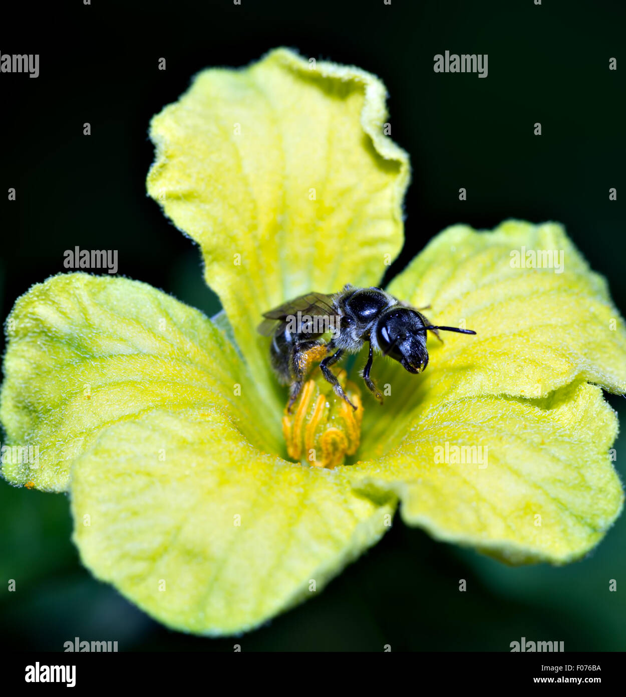 Bitter gourd flower hi-res stock photography and images - Alamy