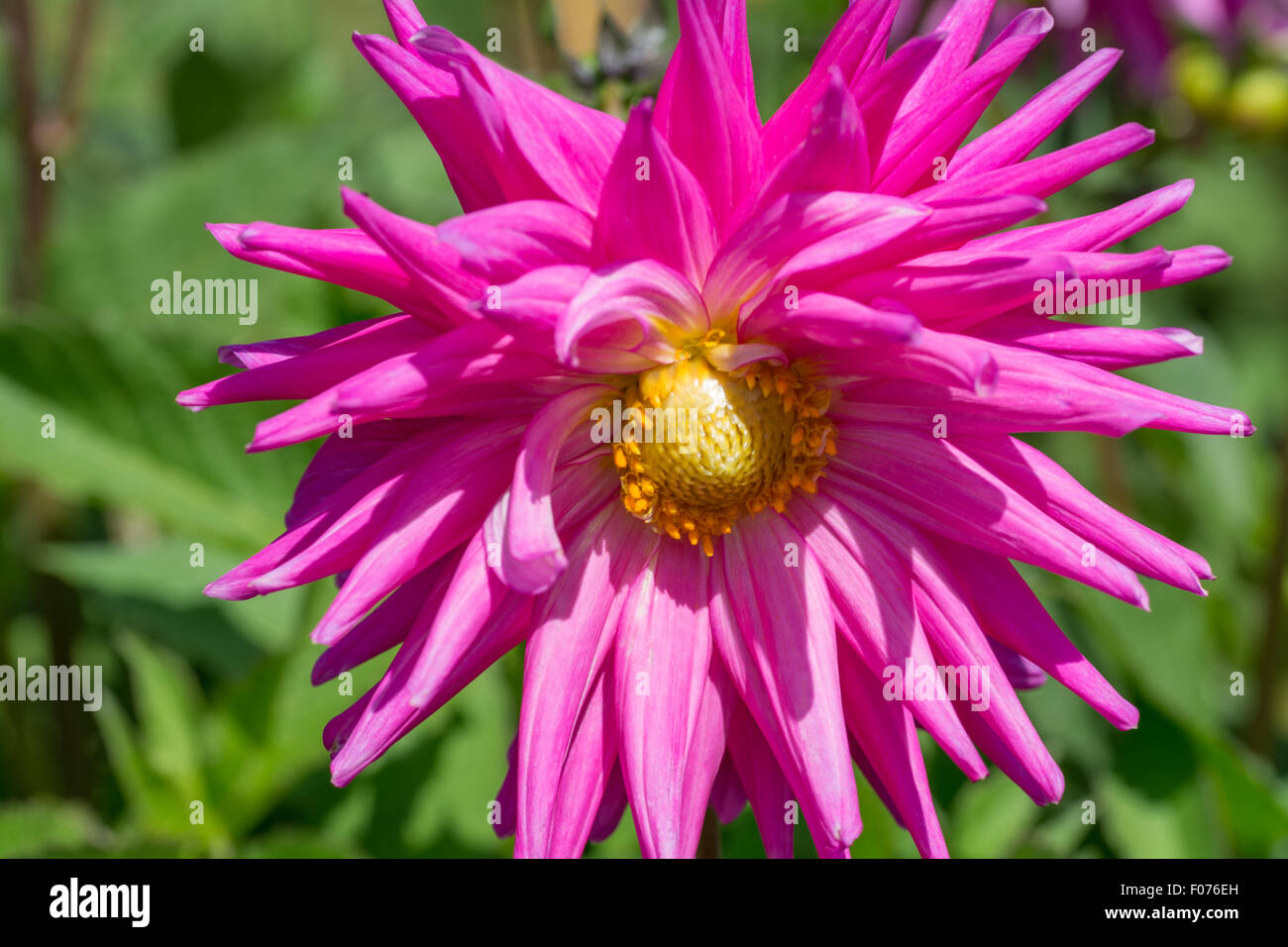 Dahlia Camano Regal flower Stock Photo - Alamy