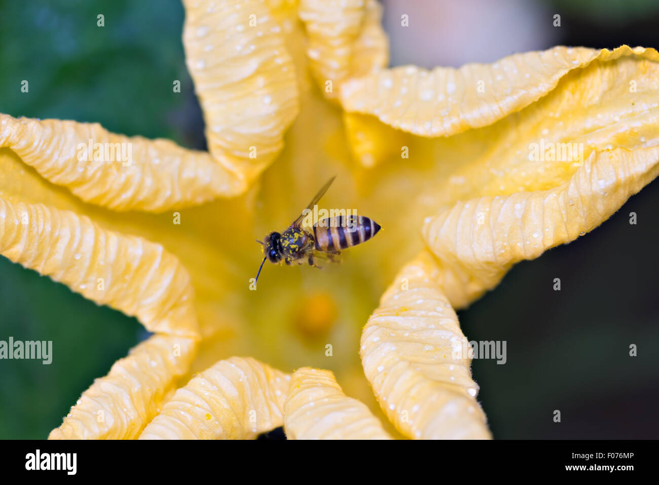 Asiatic Honey Bee or eastern honey bee (Apis Cerena Stock Photo - Alamy