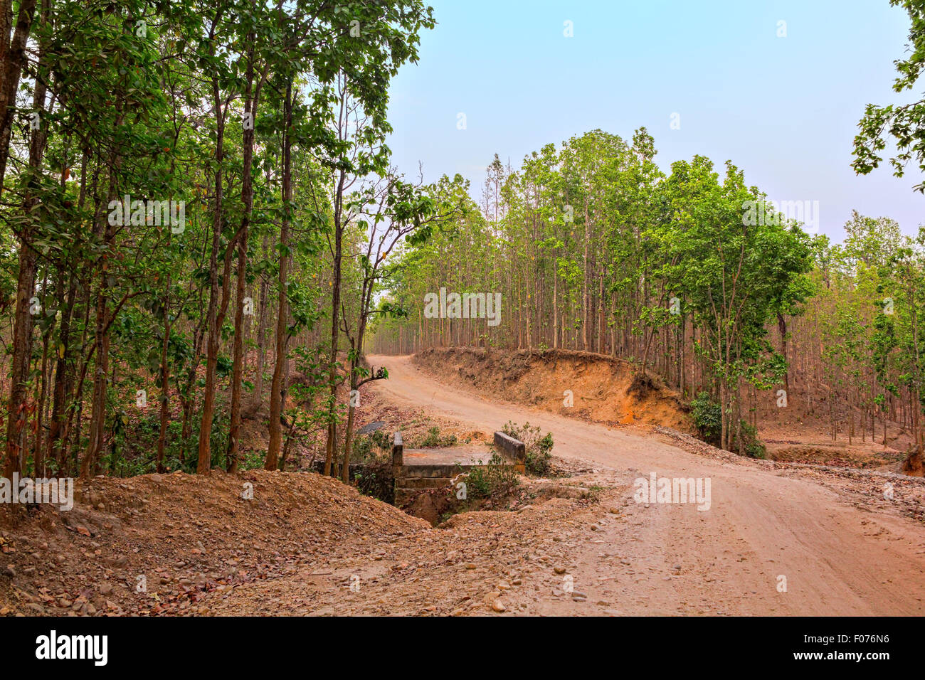 Pathway in forest Stock Photo - Alamy