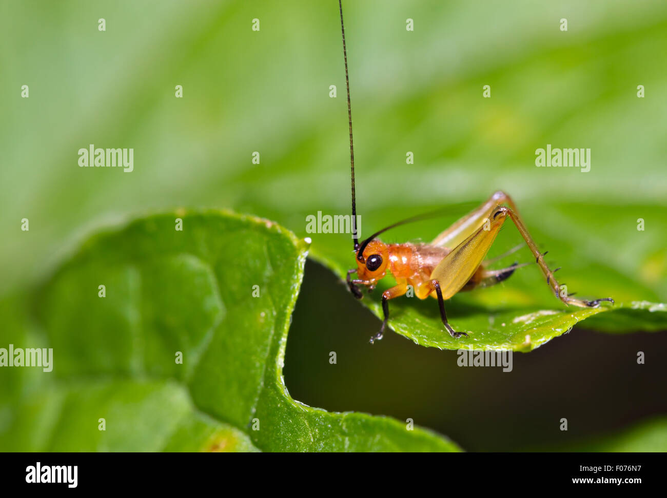 small cricket rests on a leaf Stock Photo - Alamy