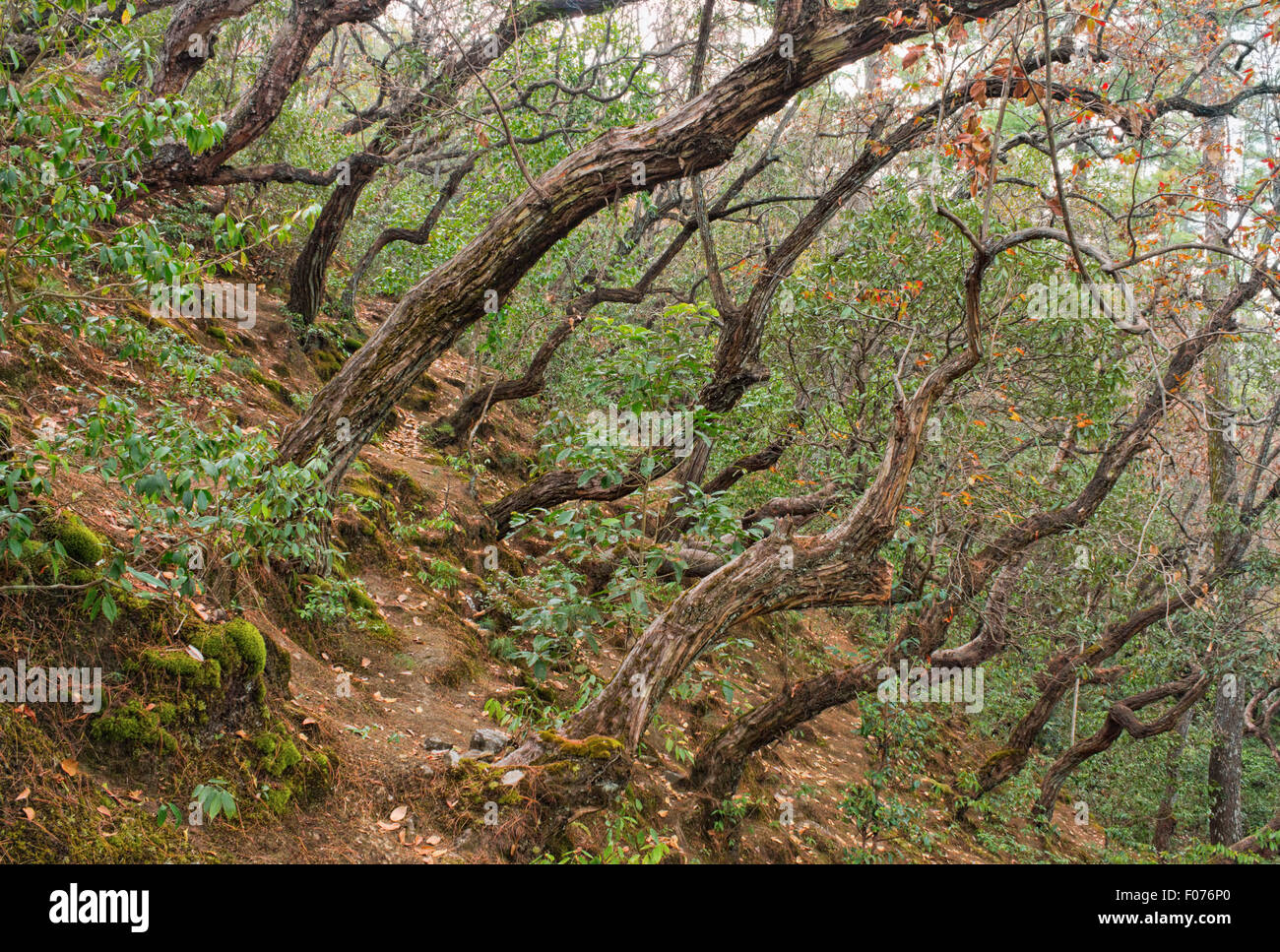 old Rhododendron trees in a hill forest Stock Photo - Alamy