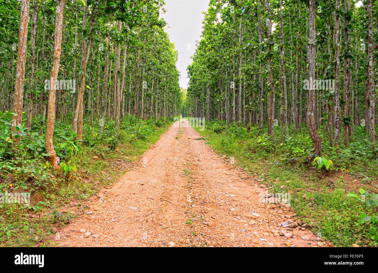 Pathway in forest Stock Photo - Alamy
