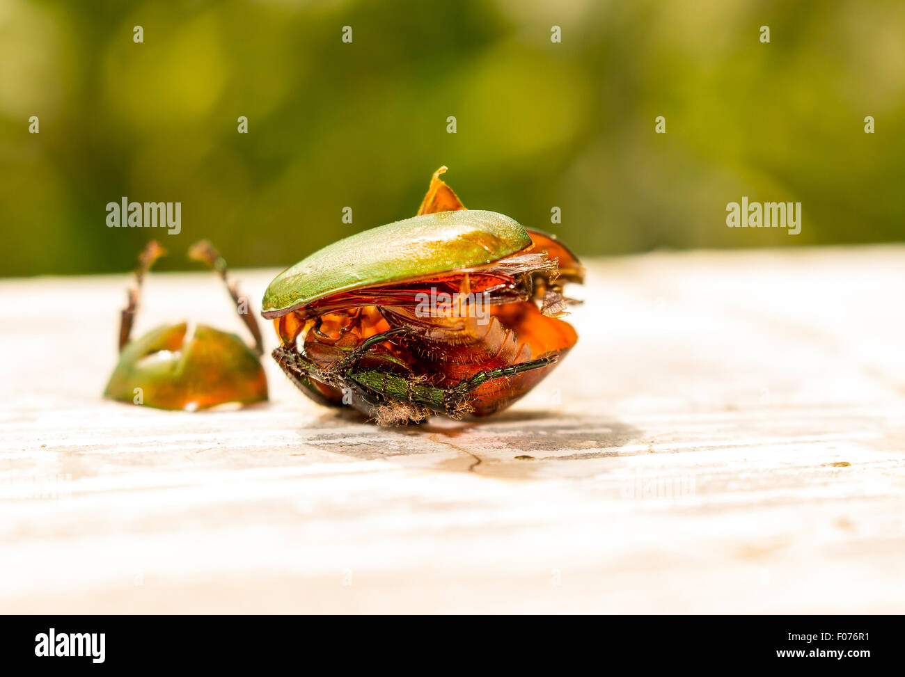 Dead beetles hi-res stock photography and images - Alamy