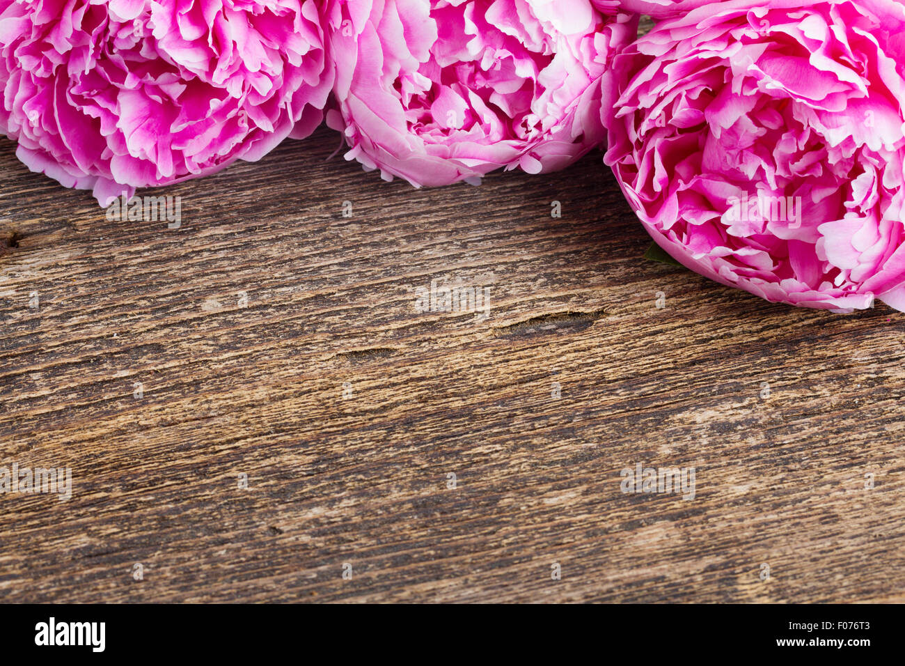 pink and red peonies Stock Photo - Alamy